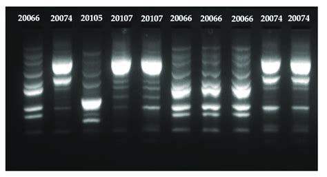 Characteristic Repetitive Sequence Based Polymerase Chain Reaction