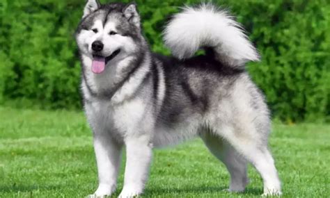 Apa Artinya Anjing Teman Setia Manusia