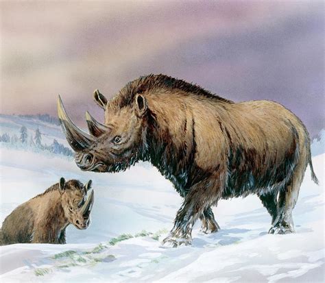 Woolly Rhino Images 2025