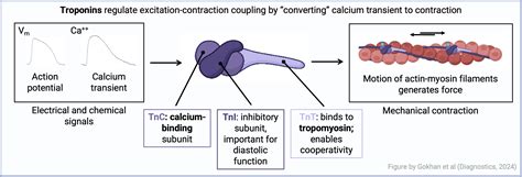 Molecular Structure Of Troponin Troponin Toolbox