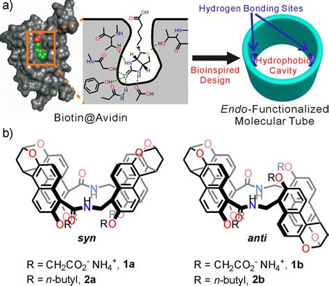 Hydrophobic And Hydrophilic Molecules