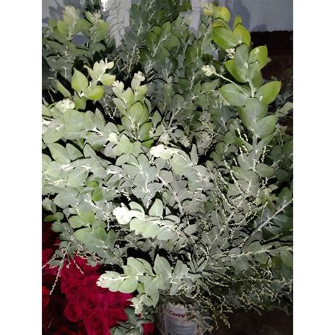 Jual Daun Silver Dollar Memusa Bunga Potong Dekorasi Shopee Indonesia