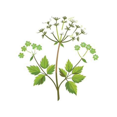 Elegant Cow Parsnip Floral Design 57395004 Vector Art At Vecteezy Elegant Cow Parsnip Floral Design 57395004 Vector Art At Vecteezy