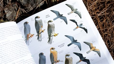 South African Birds Of Prey