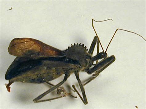 Assassin Bug Animals World