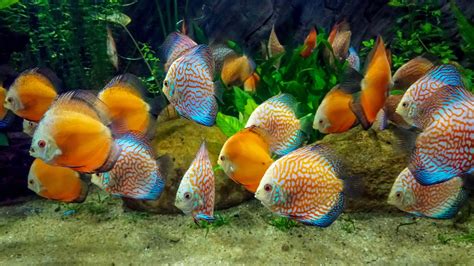 100 Papéis De Parede De 4k Peixes