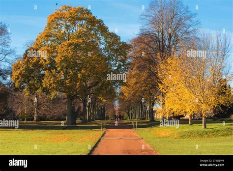 Autumn Trees In Colour Stock Photo Alamy