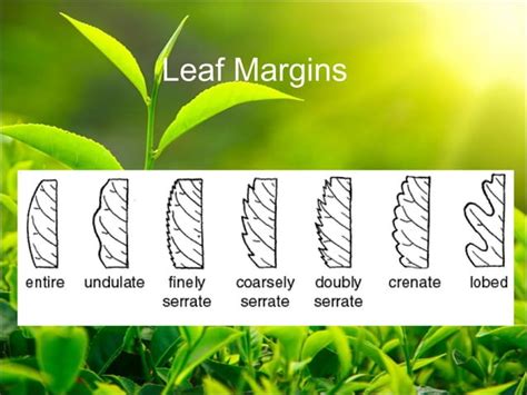 Plant Anatomy Presentation Ppt