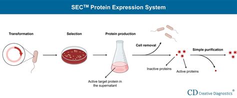 Sectm Protein Expression System Creative Diagnostics