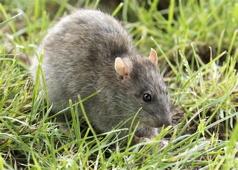 S2e3 Norwegian Rats And Natural Selection Biome Media