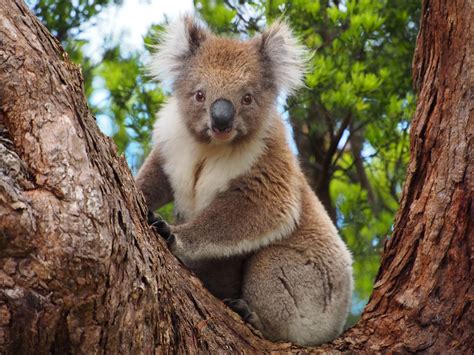 Protecting Australian Koala And Emu Habitat Could Fuel A 91 Billion