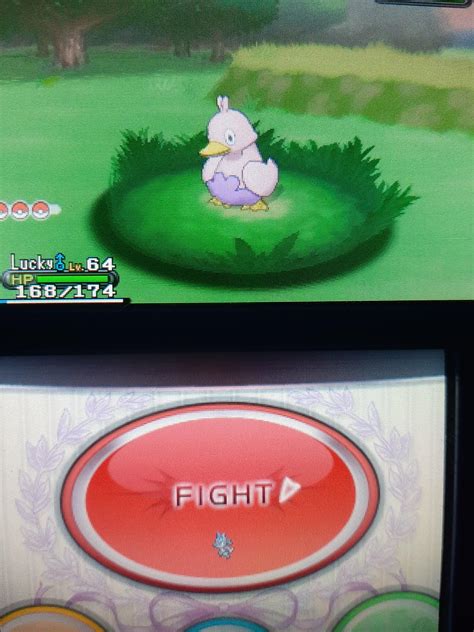 [6] Shiny Ducklett After A Very Short Chain Shes My First Shiny In Y