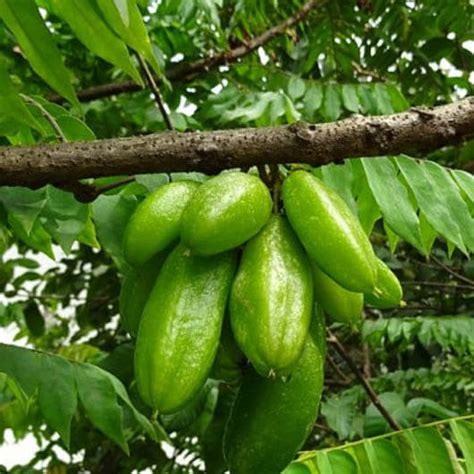 Pohon Belimbing