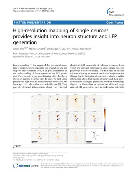 Pdf High Resolution Mapping Of Single Neurons Provides Insight Into Neuron Structure And Lfp