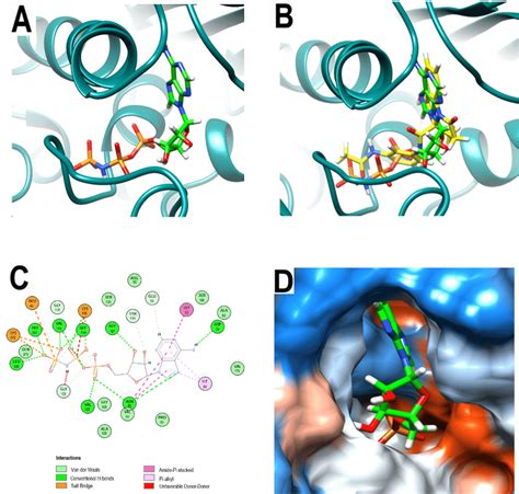 Analysis Of The Crystallographic Pose Of Anp A 3d Representation Of