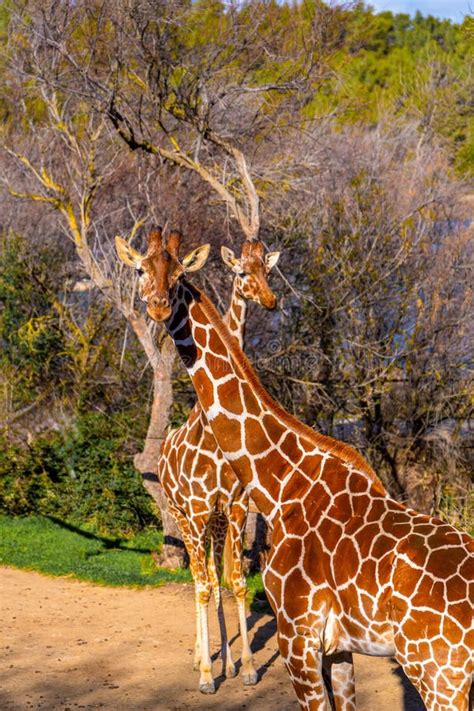 Two Giraffes Standing In A Natural Habitat Under The Evening Sunlight
