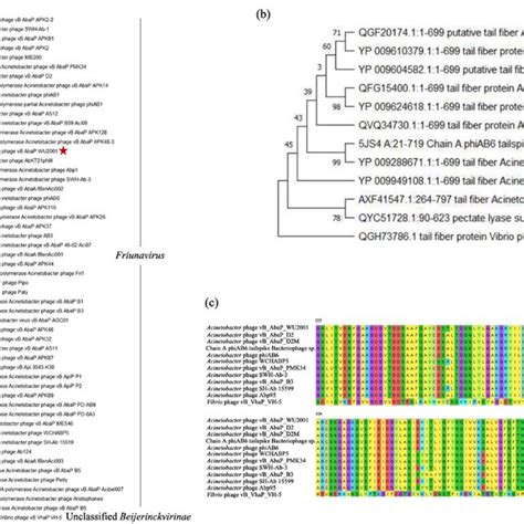 phylogenetic tree and multiple sequence alignment analysis