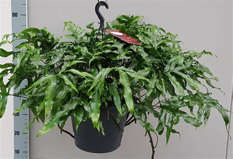 Microsorum Diversifolium — Plant Wholesale Floraccess