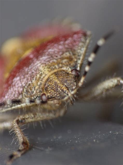Hairy Shieldbug Uk Macro Stock Image Image Of Background 124360877