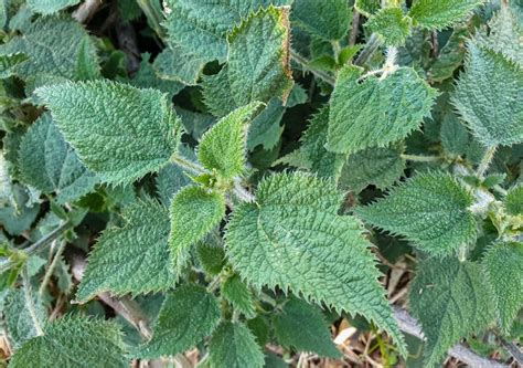Beautiful Gympie Plant In Hilly Area Of Himachal Pradesh India Stock