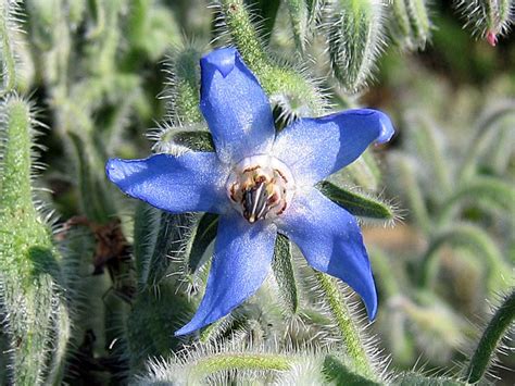 Les Bienfaits De La Bourrache Bourrache Bourrache Officinale Fleur De Bourrache