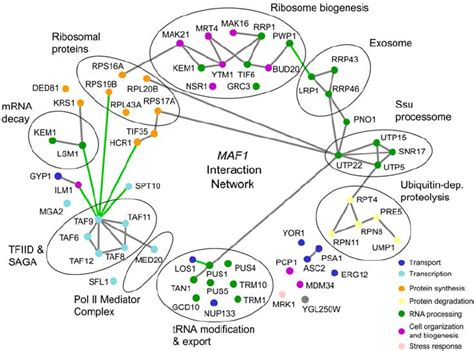 MAF1 Genetic Interaction Network Genetic And Physical Interactions Download Scientific Diagram