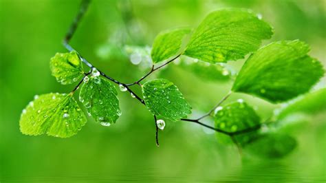 Green Nature Wallpapers Hd Pictures One Hd Wallpaper Pictures