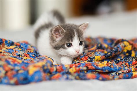 침대에 화려한 드레스에 앉아 귀여운 작은 새끼 고양이 침실에서 사랑스러운 호기심 키티의 초상화 고양이 새끼에 대한 스톡 사진 및 기타 이미지 Istock