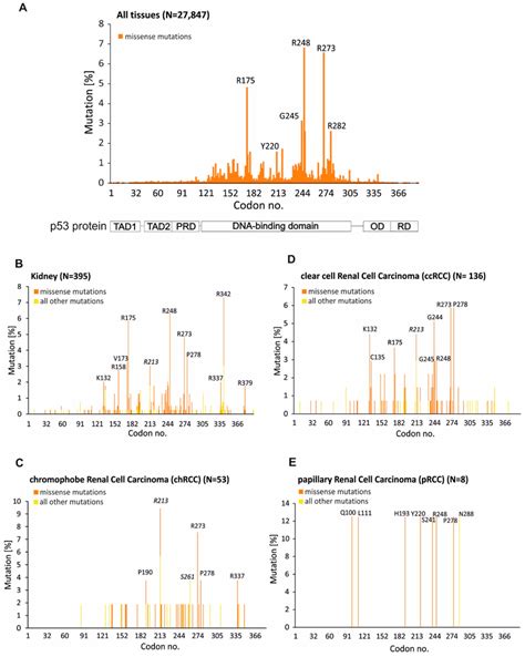 A Graphical View Of Mutations Across Tp53 Gene In All Tissues A