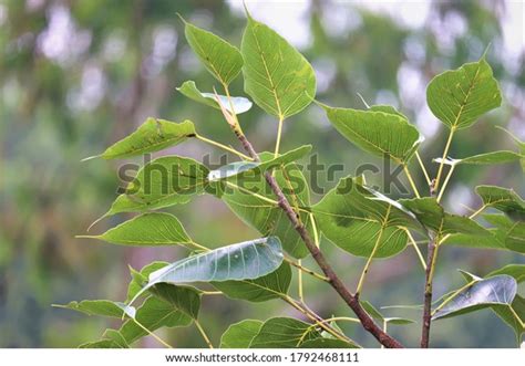 23 Imagens De Pepal Tree Imagens Fotos Stock E Vetores Shutterstock