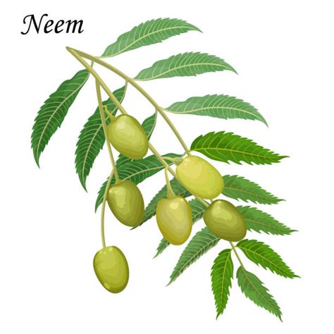 Neem Planta Medicinal Vectores Libres De Derechos Istock