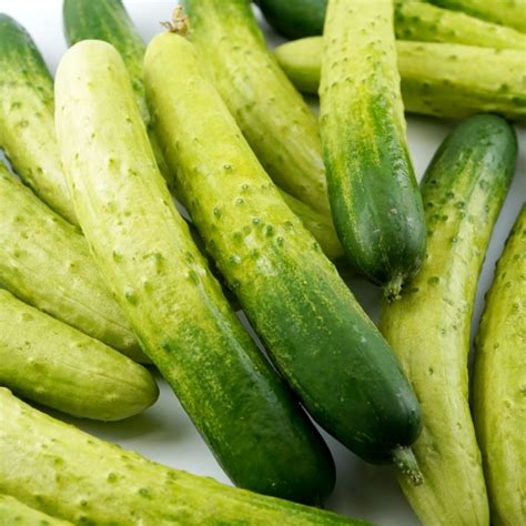 특품 시원 아삭한 햇 백다다기 오이