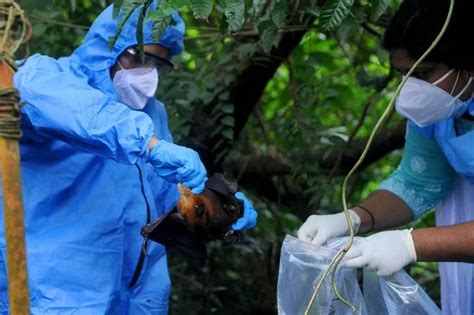 Nipah Virus Second Death As Killer Brain Swelling Bat Virus Breaks Out In India