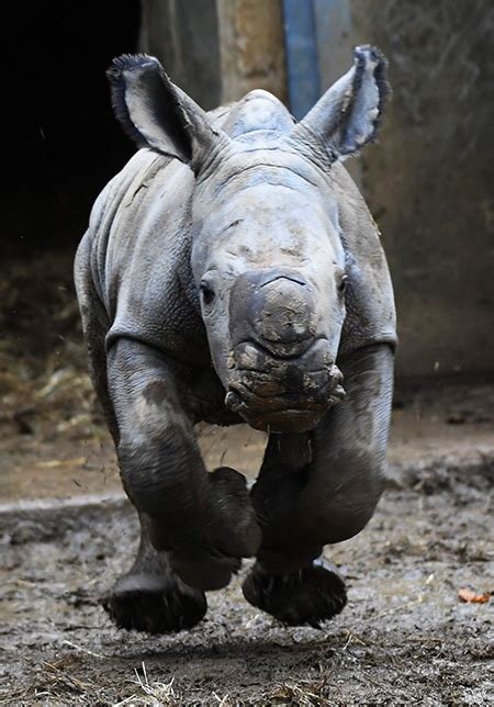 Cotswold Wildlife Park Delighted At Surprise Arrival Of Second Rhino