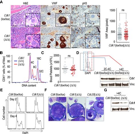 Functional Reprogramming Of Polyploidization In Megakaryocytes Developmental Cell