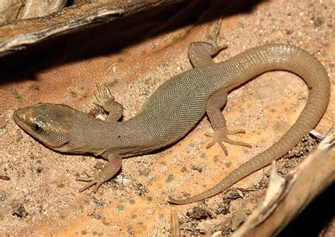 50 Common Lizards In California Pictures And Distribution