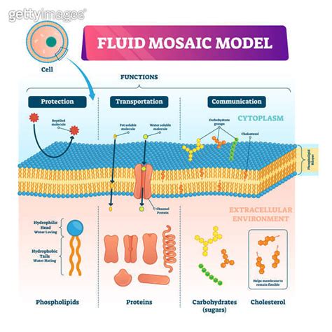 Fluid Mosaic Model Vector Illustration Cell Membrane Structure Infographic 1176931726 일러스트