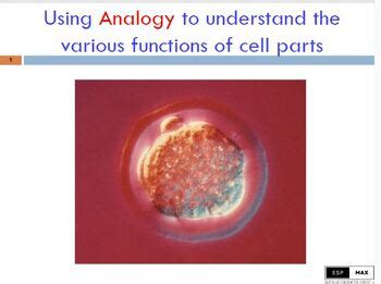 Using Analogy To Understand Cell Part Functions English TPT