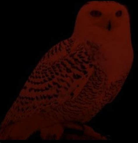 Christ Owls Ff Ghostaccount Wiki Fandom