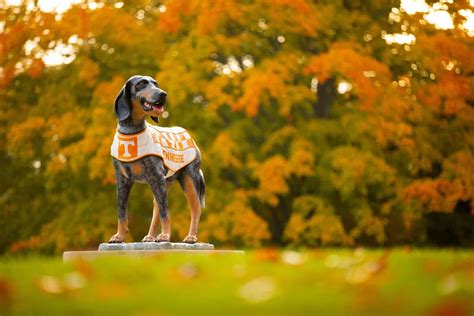 Sustainable Development Certificate College Of Emerging And