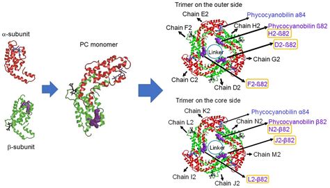 Redshifting And Blueshifting Of β82 Chromophores In The Phycocyanin