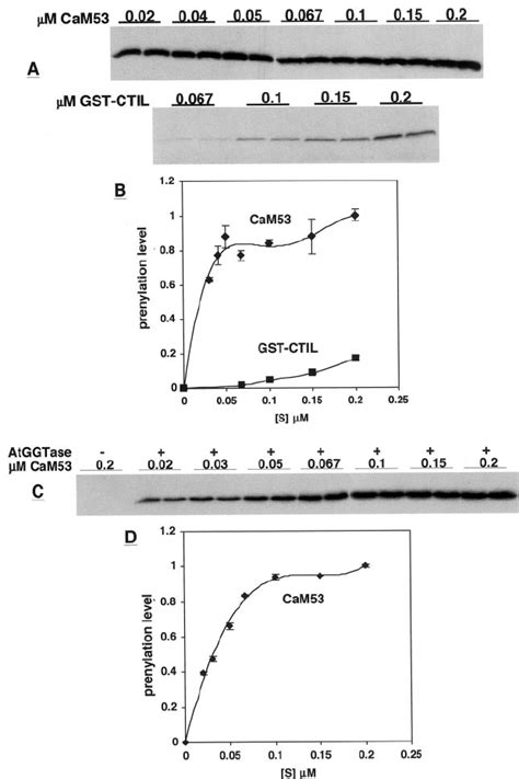 Substrate Saturation Curves For Prenylation Of Cam53 And Gst Ctil By Download Scientific