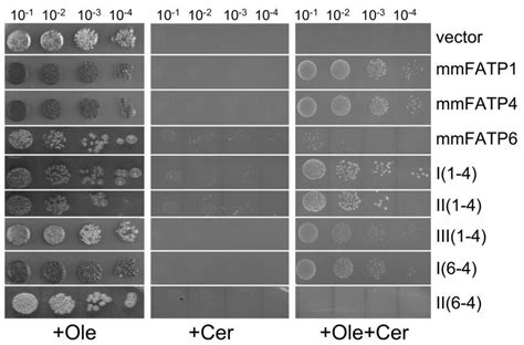 Functional Domains Of The Fatty Acid Transport Proteins Studies Using