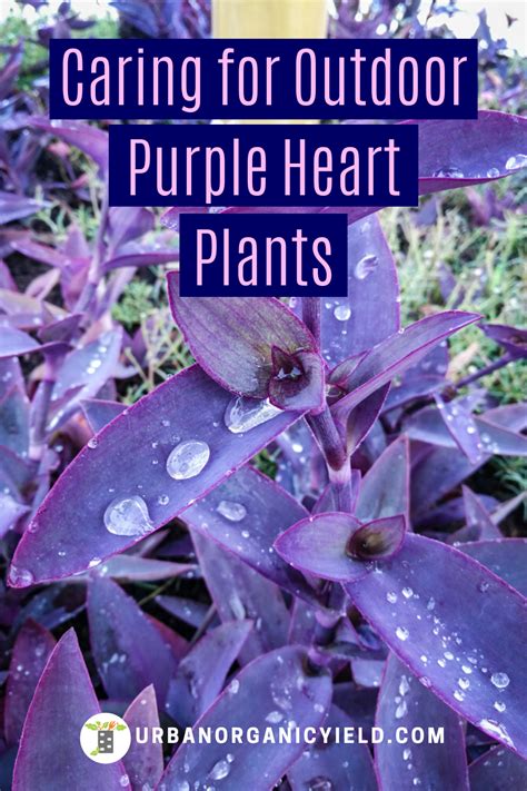 Caring For Purple Heart Plants Outside Growing Purple Heart In Garden