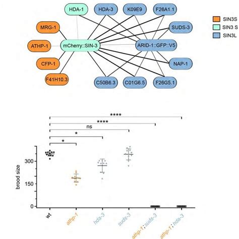 Identification Of Two Sin 3 Related Complexes In C Elegans Embryos By Download Scientific