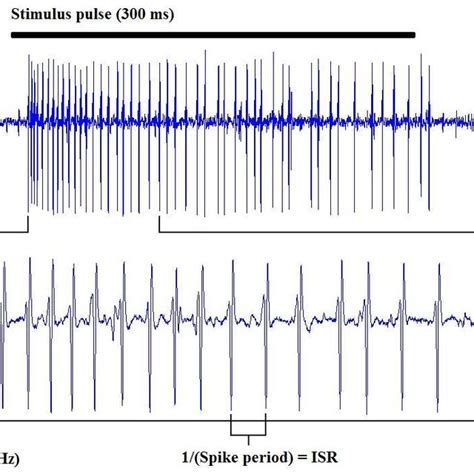 1 Sample Echolocation Call Phases For A Frequency Modulated Fm Download Scientific Diagram