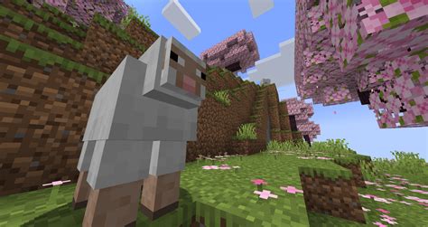 How To Find Cherry Blossom Biome In Minecraft Shockbyte