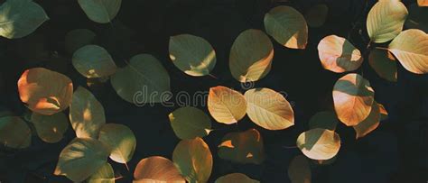 Light Filters Through Leaves Creating Dappled Patterns On A Dark