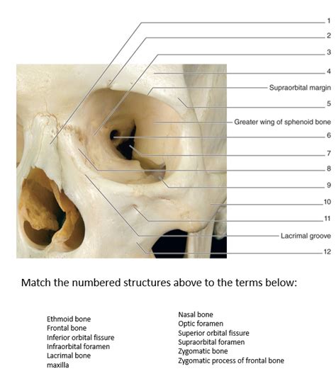 Solved Match The Numbered Structures Above To The Terms