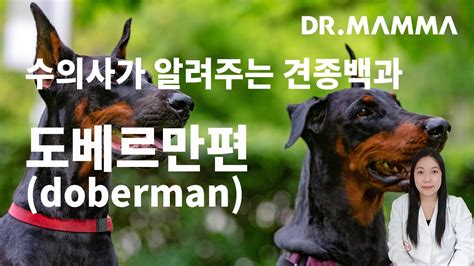 견종백과 도베르만편 Dorberman ㅣ 수의사가 알려주는 도베르만 특징 성격 질병 건강 주의사항에 대한 모든것 Youtube